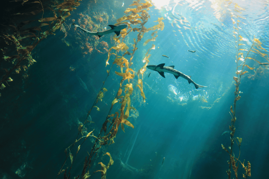 Malapascua, Cebu: A Hidden Paradise Awaits You | Coupon Grocer